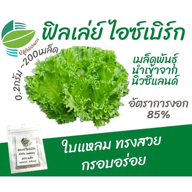 เมล็ดพันธุ์ ผักสลัด ฟิลเล่ย์ ไอซ์เบิร์ก (Frille Iceberg) แหล่งรวบรวม ...