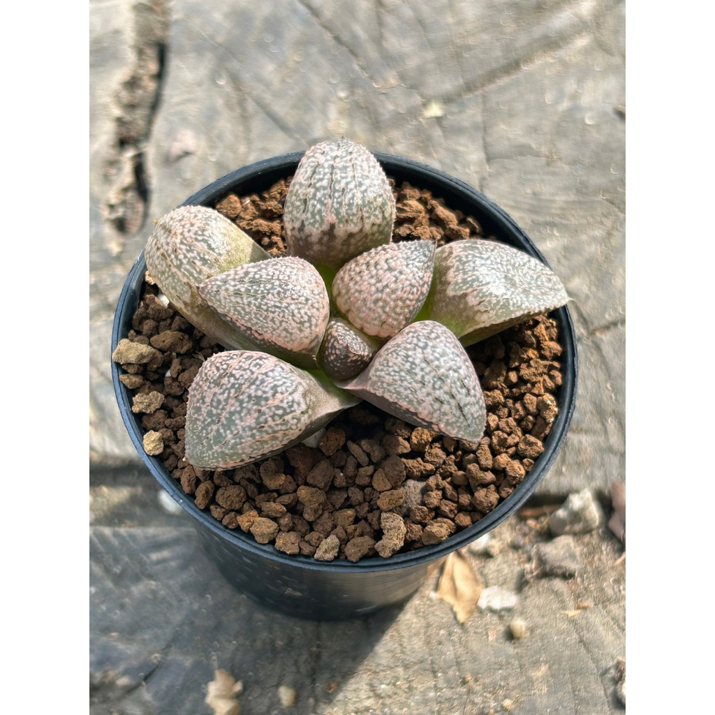 ไม้อวบน้ำ Haworthia Picta 'Super Red' ฟอร์มสวยๆ หน้าใบมีเอกลักษณ์ สีอม ...