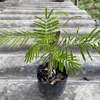 ต้นชะอม พร้อมปลูก ในถุงดำ 3.5 x 7 นิ้ว | Shopee Thailand