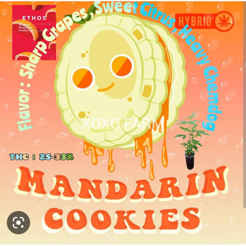กิ่งชำกัญชา Original Mandarin Cookies R1 ค่าย Ethos genetics โฟโต้ เมีย ...