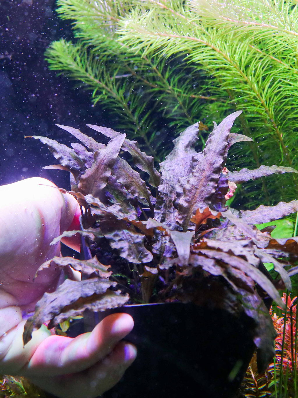 ต้นไม้น้ำ คริปแอ็กเซลโรดิ Cryptocoryne Axelrodi | Shopee Thailand