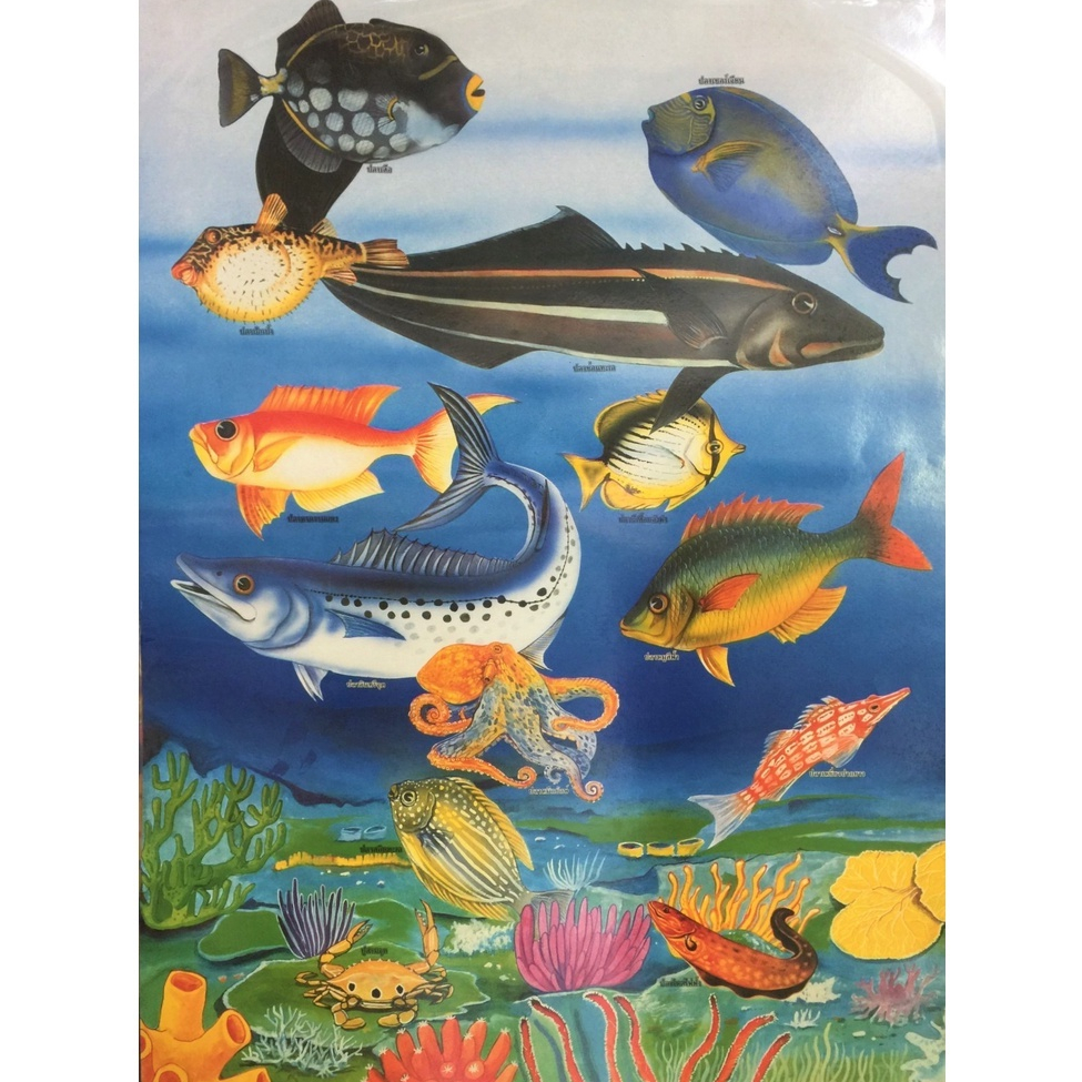 AFK โปสเตอร์ หุ้มพลาสติก โลกใต้ท้องทะเล แบบ 1(ของมีตำหนิ) | Shopee Thailand