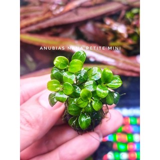 Anubias nana petite mini /mini coin ใบน้ำ100% และเนื้อเยื้อ | Shopee ...