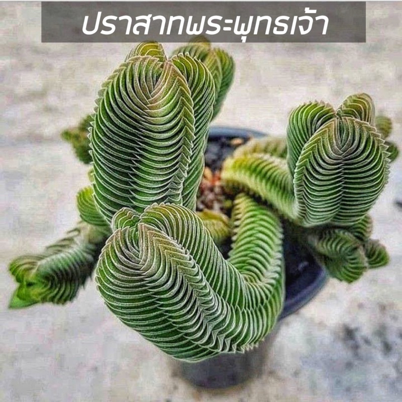 [ถูกที่สุด]ต้นปราสาทพระพุทธเจ้า Crassula 'Bhuddha Temple' , cactus ...