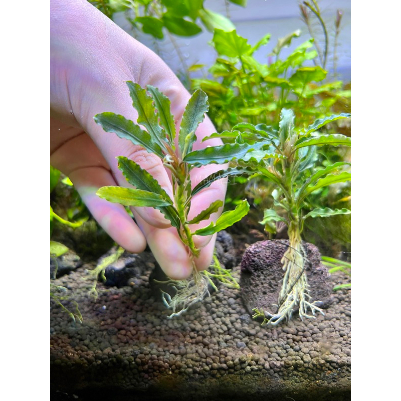 Bucephalandra ‘velvet | Shopee Thailand