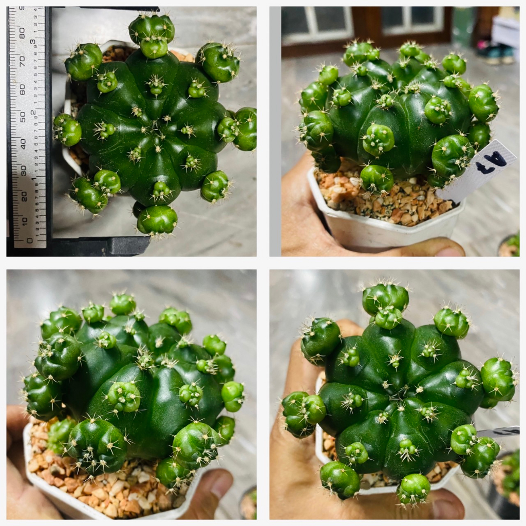 ยิมโนแม่ลูกดก Gymnocalycium anisitsii damsii cactus กระบองเพชร แคคตัส ...