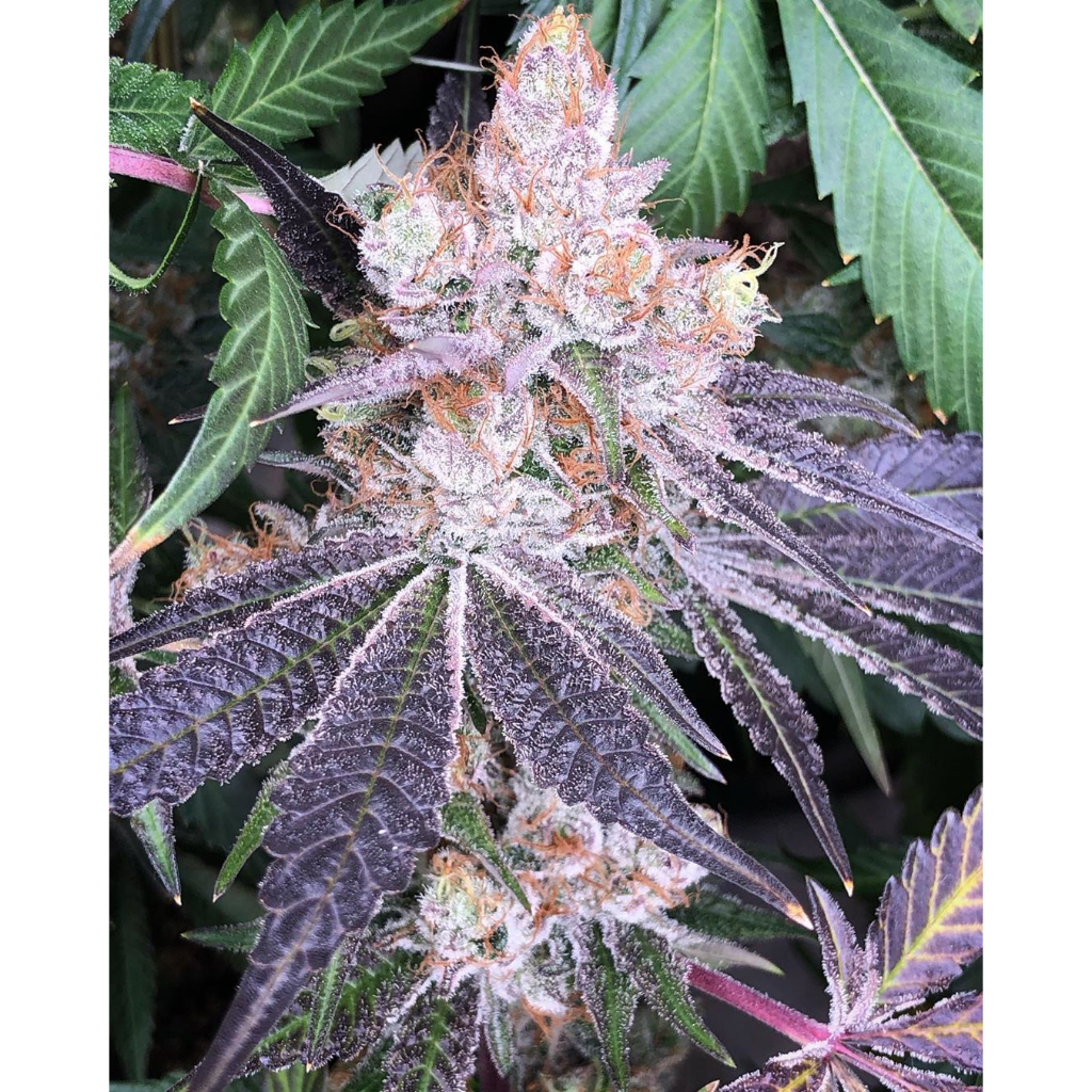 1/2 [แบ่ง]In House Genetics ALL Strains 2023 | Shopee Thailand