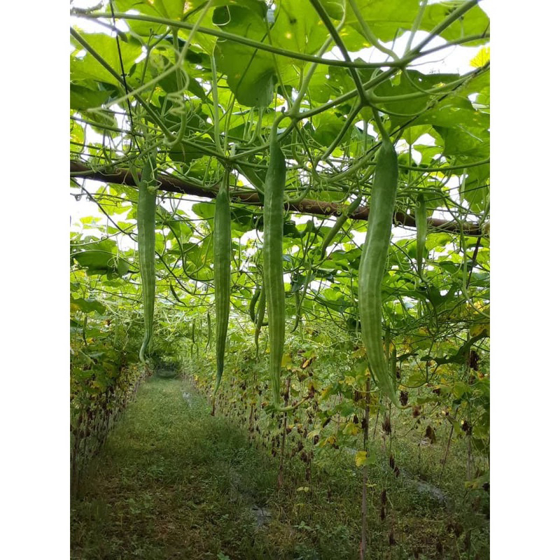 เมล็ดพันธุ์ บวบงู ( Long Snake Gourd ) จำนวนเมล็ดอยู่ที่รายละเอียด ...