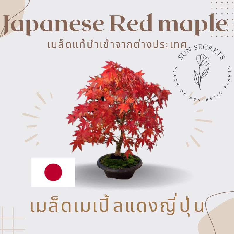 เมล็ดเมเปิ้ลแดงญี่ปุ่น(Japanese red maple) ของแท้นำเข้า | Shopee Thailand