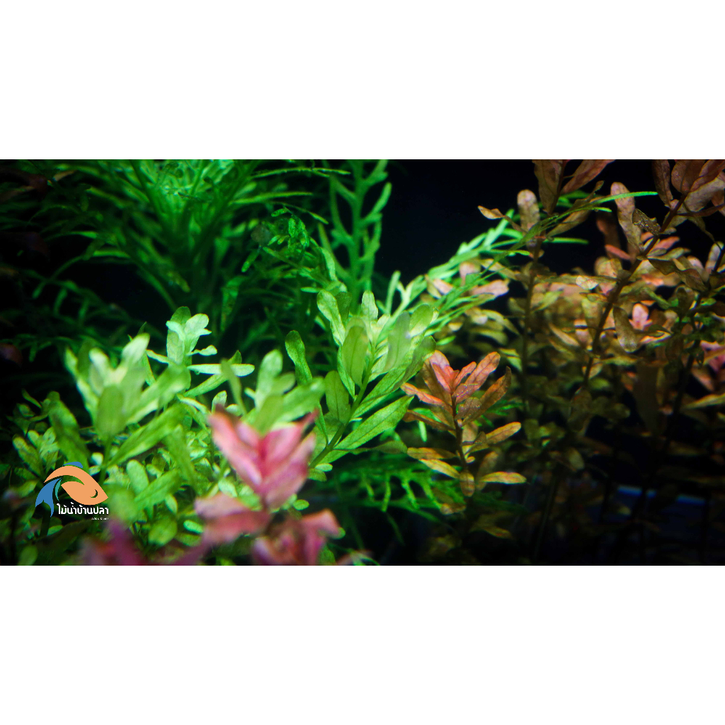 (ขายเป็นกิ่ง) ต้นไม้น้ำลัดวิเจีย อินคลินาตา/พวงชมพูเขียว ludwigia ...