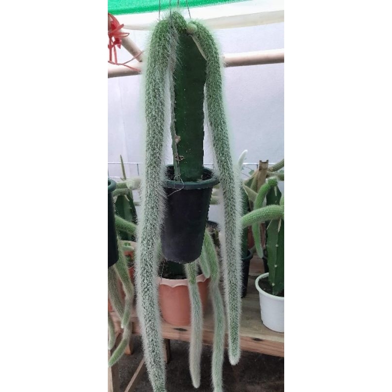 หางลิง กราฟพร้อมปลูก 3 หาง ยาวมากส่งแบบเปลือยราก | Shopee Thailand