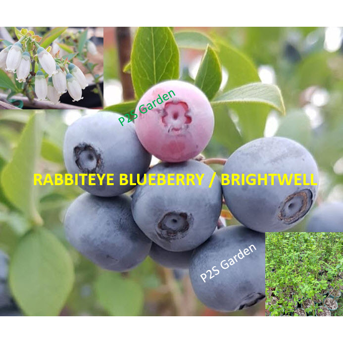 ต้นบลูเบอรี่ ไบร้ท์เวลล์ / ช่านล่าน (Blueberry - Brightwell 灿烂蓝莓 ...