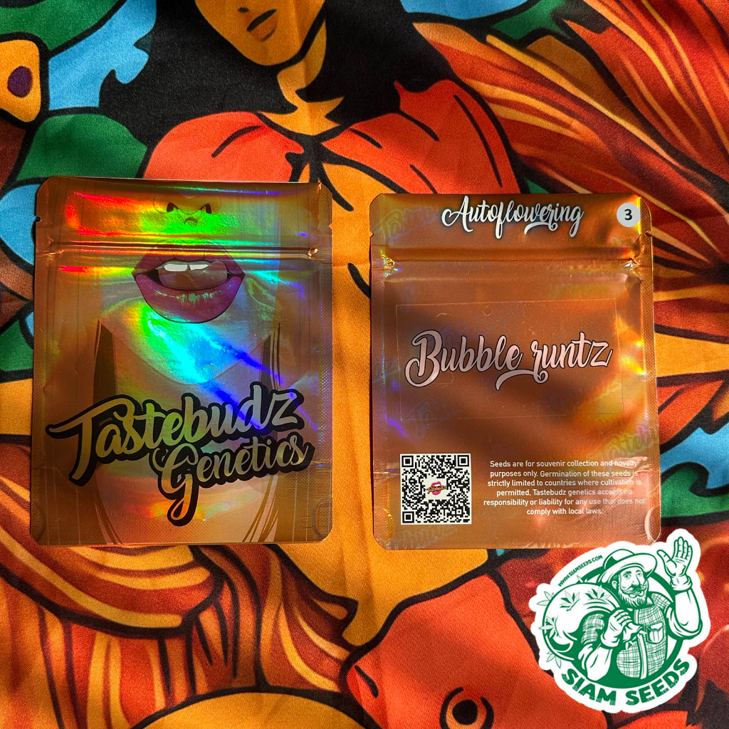 เมล็ดกัญชา Tastebudz Genetics Bubble Runtz Auto Cannabis Seeds (Pack of ...