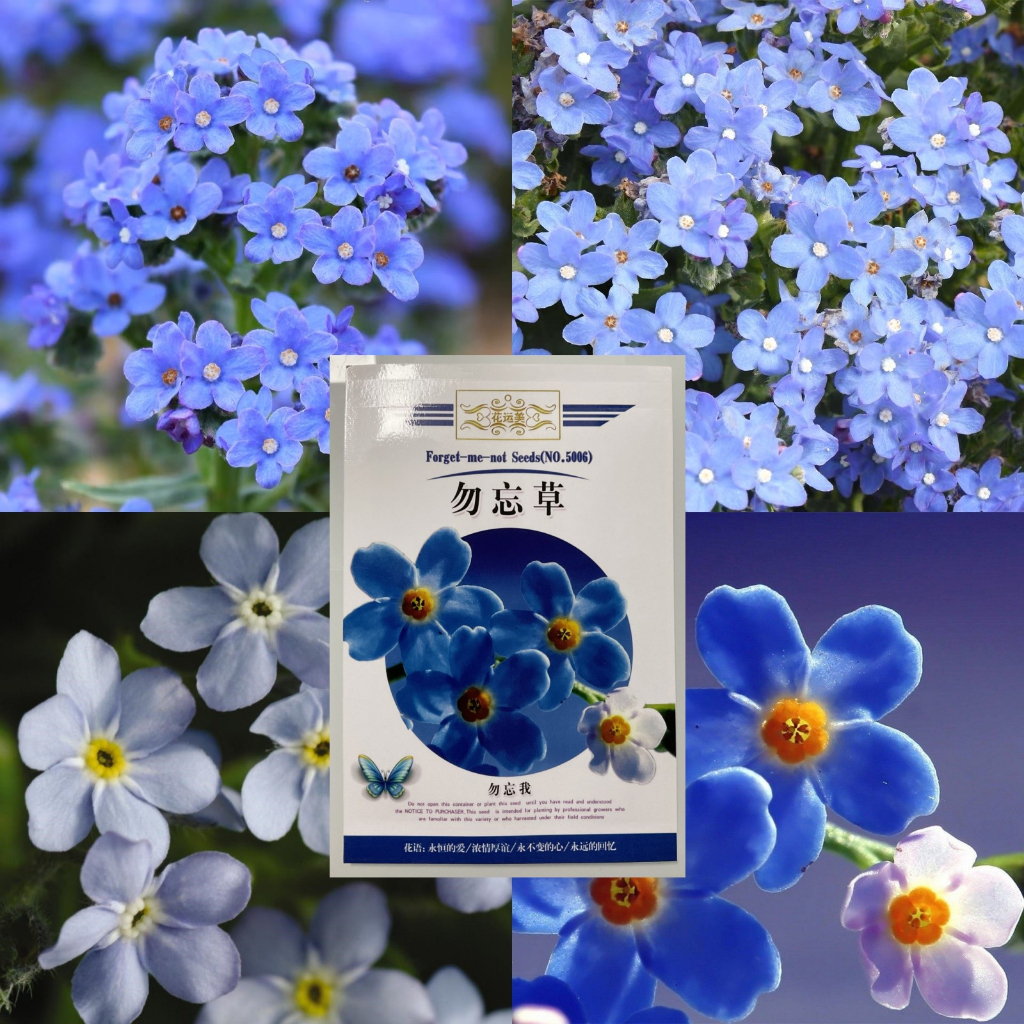เมล็ดฟอร์เก็ต มี น็อต(อย่าลืมฉัน) 200 เมล็ด forget me not / African ...