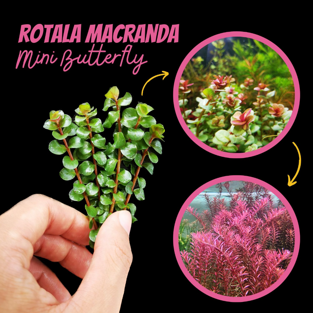 โรทาล่า มาคราด้า/มินิบัตเตอร์ฟลาย – ROTALA MACRANDRA/MINI BUTTERFLY ต้นไมน้้ำ | Shopee Thailand