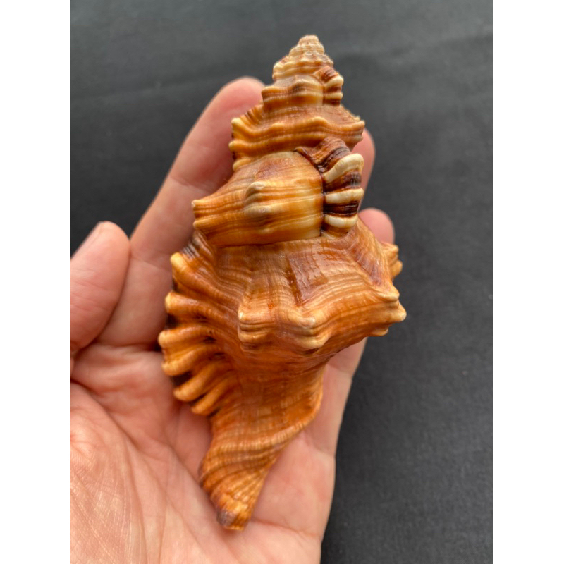 elephant nose sea snail shell Tiger stripes conch | Shopee Thailand