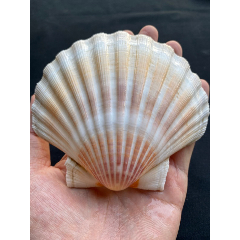 หอยเชลล์ขาวตัวใหญ่ 5 ชิ้น big white sallop shell 10-13cm A grade high ...