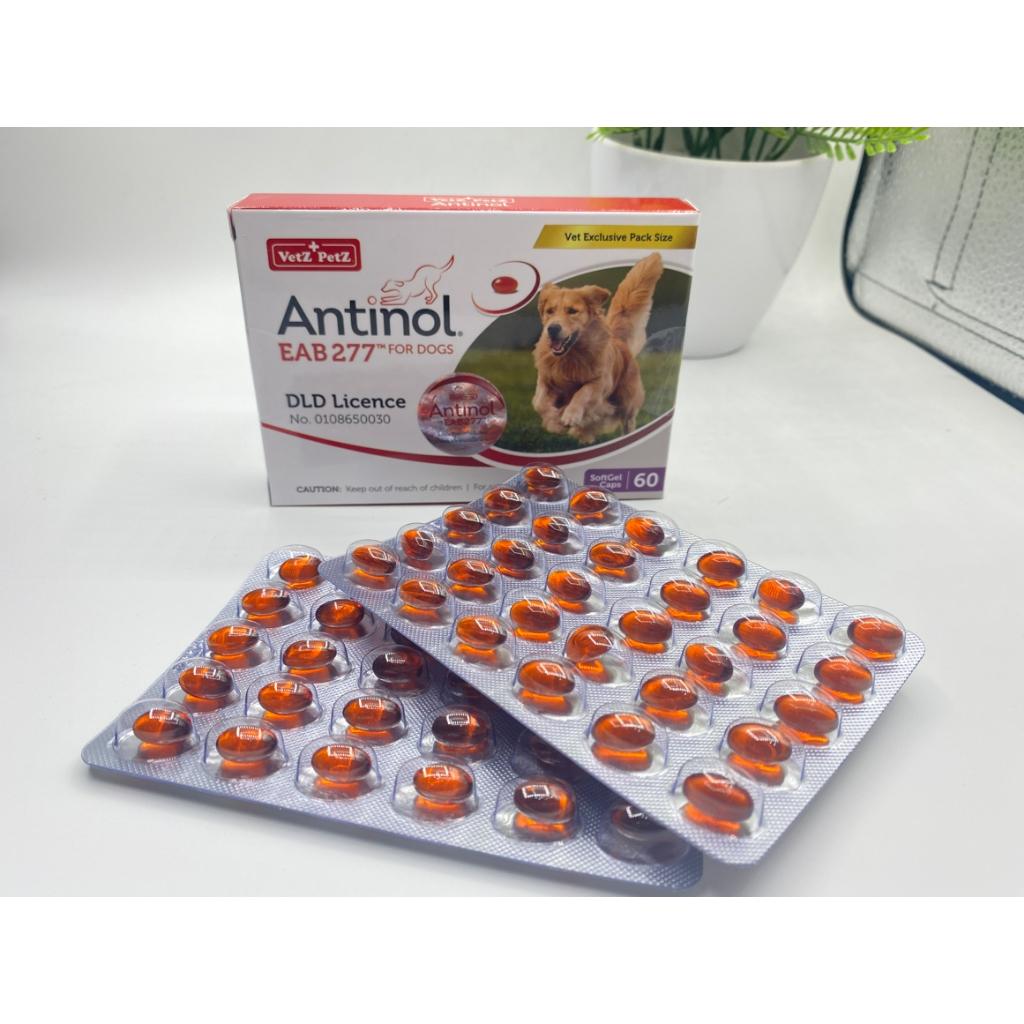 พร้อมส่ง Antinol อาหารเสริมบำรุงข้อสำหรับสุนัข 60 เม็ด | Shopee Thailand