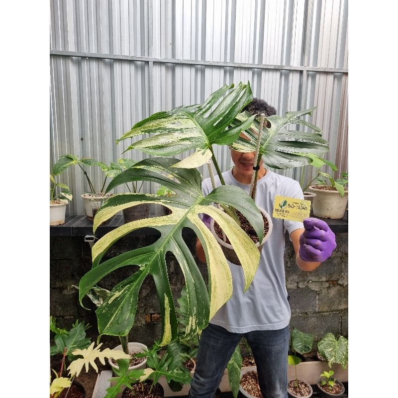 monstera borsi x deli mint variegated มอนมิ้นตัวไขว้ | Shopee Thailand