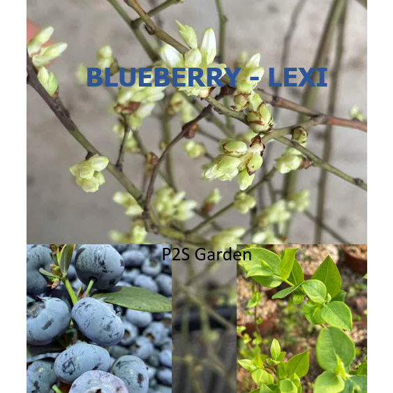 ต้นบลูเบอรี่ Blueberry LEXI อายุ 4 ปี+ สูง 50-80 ซ.ม. ต้นไม้นำเข้า ...