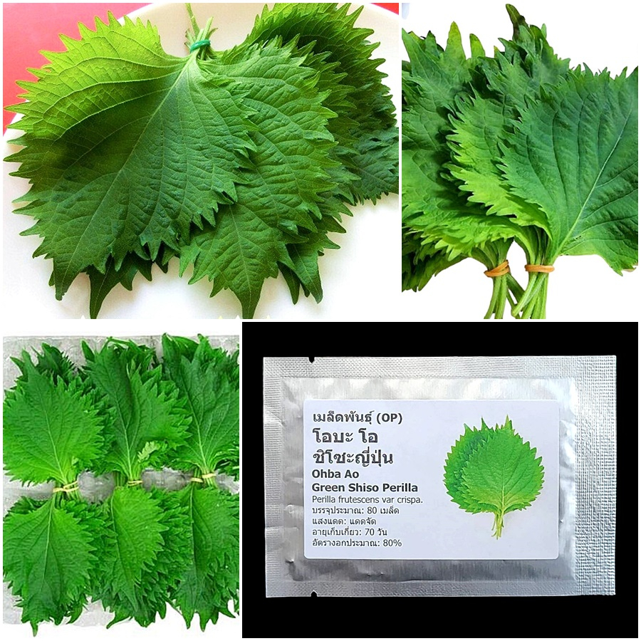 เมล็ดพันธุ์ โอบะ โอ ชิโซะญี่ปุ่น Green Ohba Ao Shiso Perilla Seed 80 ...