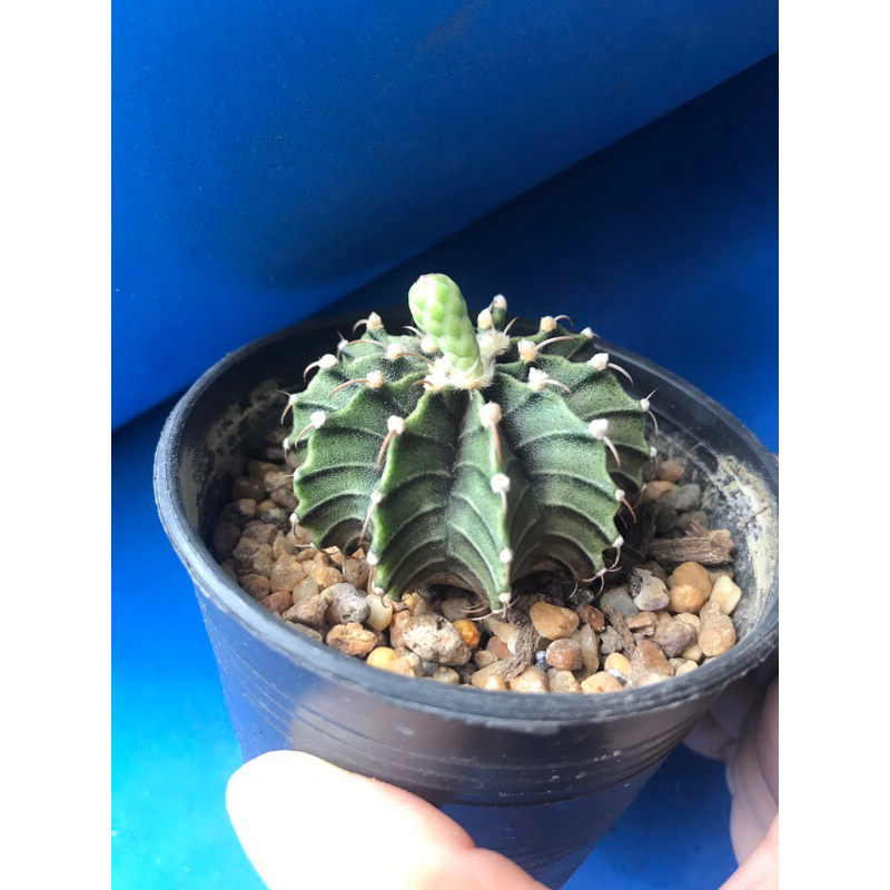 LB2178+Vos แท้ๆ ไม้เมล็ด หน้าไม้สวยๆคมๆ ดอทฟูๆ | Shopee Thailand