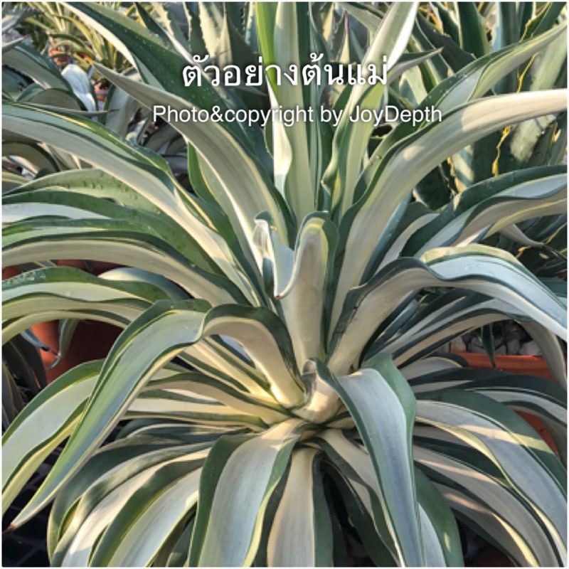 Agave Desmettiana Mutant White (มิวแทนท์ไวท์) หน่อ@200 บาท | Shopee ...