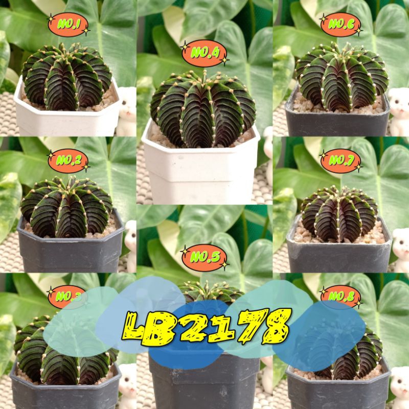 LB2178 แท้ 10,11พู ไม้เพาะเมล็ด | Shopee Thailand