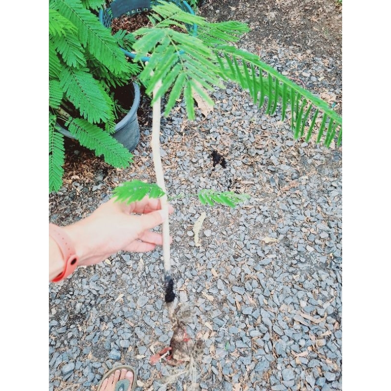 ต้นชะอม กิ่งตอน แข็งแรงพร้อมปลูก | Shopee Thailand