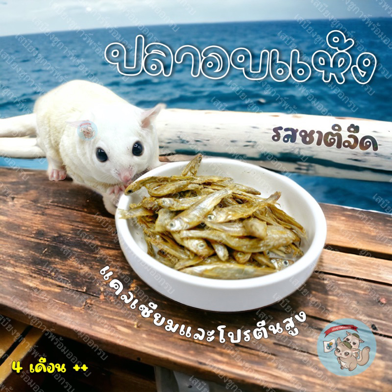( FISH - ปลาอบแห้ง ) ปลาแห้ง ปลา เนื้อปลา อาหาร อาหารชูก้า กระรอก แฮมส ...