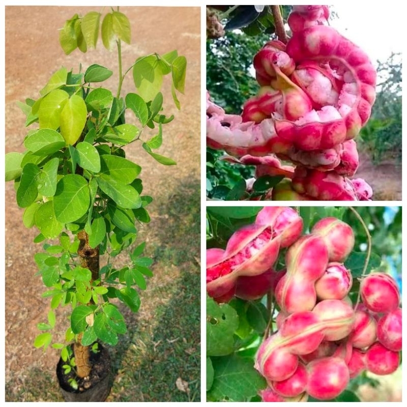ต้นมะขามเทศ/พันธุ์สีชมพู/ตอนกิ่ง 70-80ซม. ฝักใหญ่รสหวานทานสดอร่อย หรือ ...