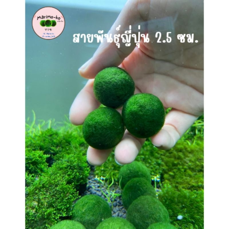 Marimo มาริโมะสายพันธุ์ญี่ปุ่น ขนาด 2.5 ซม. (พร้อมส่ง) | Shopee Thailand