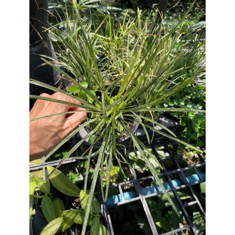 Mondo Grass Variegated | Shopee Thailand