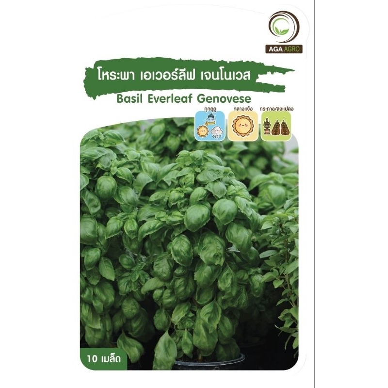 เมล็ดพันธุ์ โหระพา เอเวอร์ลีฟ เจนโนเวส (Basil Everleaf Genovese ...
