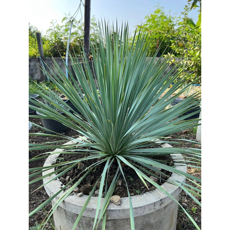 ยุคค่า(Yucca rostata) | Shopee Thailand