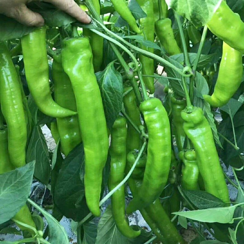 [10 เเถม 2คละได้]เมล็ดพันธุ์ พริกขี้หนู พริกชี้ฟ้ าพริกยาว พริกเขาแพะ ...