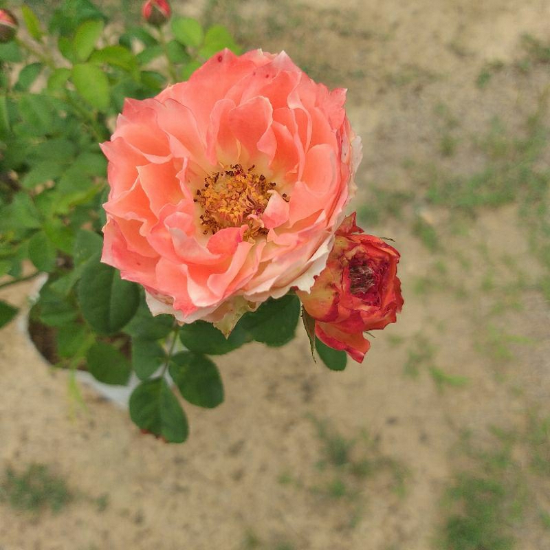 กุหลาบ princess sakura rose | Shopee Thailand