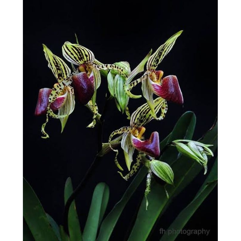 paph.supardii ขนาดที่ขายกระถาง 2 นิ้ว | Shopee Thailand