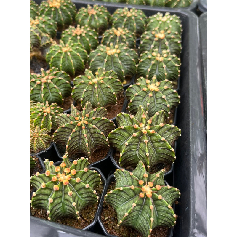 Vos014a ไม้เมล็ด ไซส์ใหญ่ๆ4-5cm | Shopee Thailand