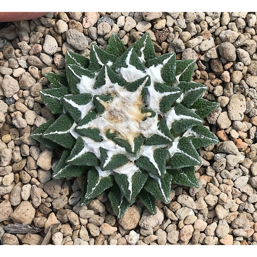 Ariocarpus kotschoubeyanus v. elephantidens JAPAN แท้จากเมล็ด ไม้นำเข้า ...