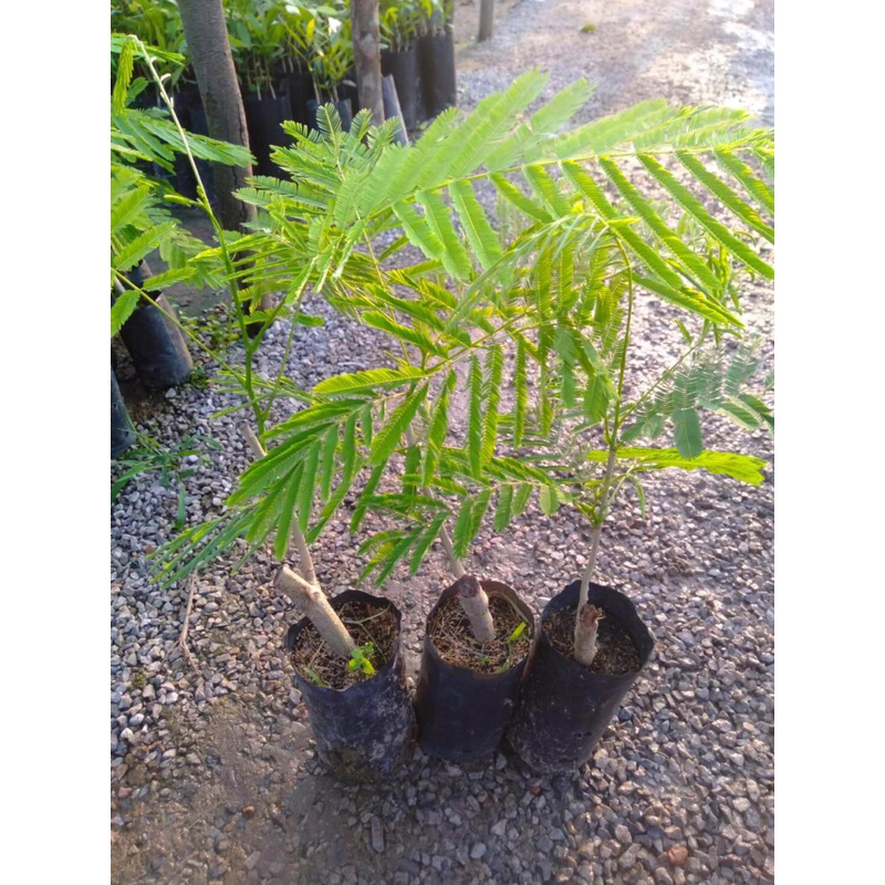 ชะอมหนามน้อย1ต้นแตกใบปักชำผักสวนครัว | Shopee Thailand