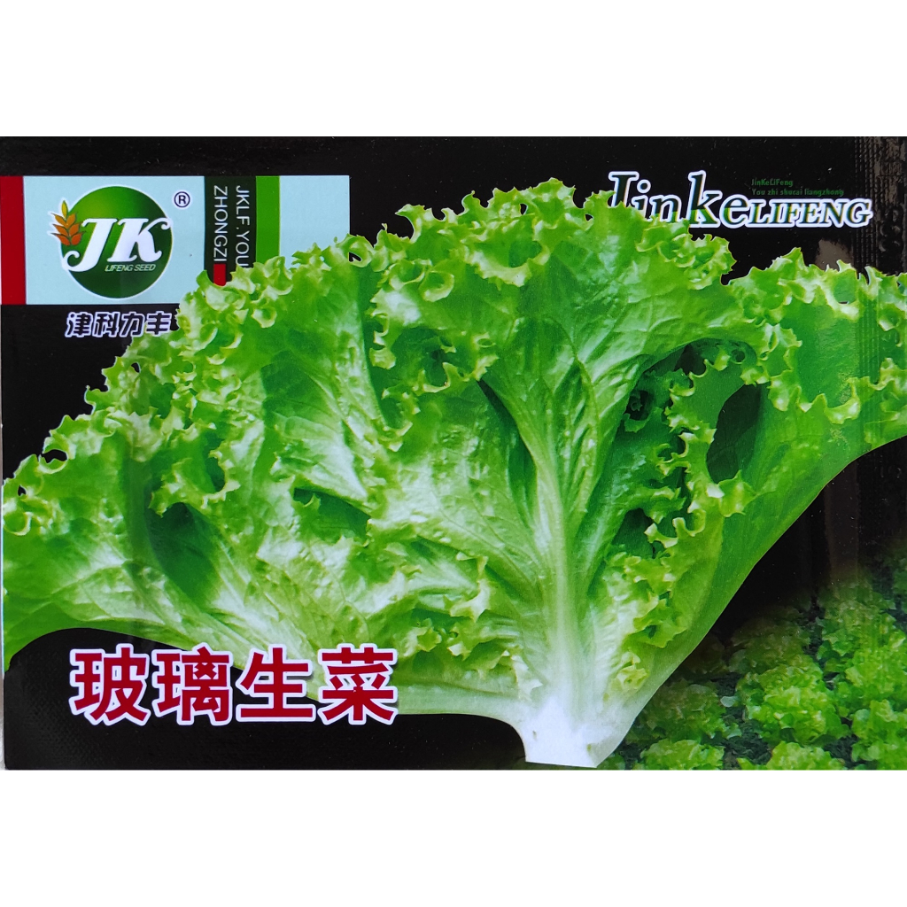 เมล็ดพันธุ์ ผักสลัด สลัด Lettuce Seed / กรีนคอส / เรดคอส / ผักกาดหอม ...