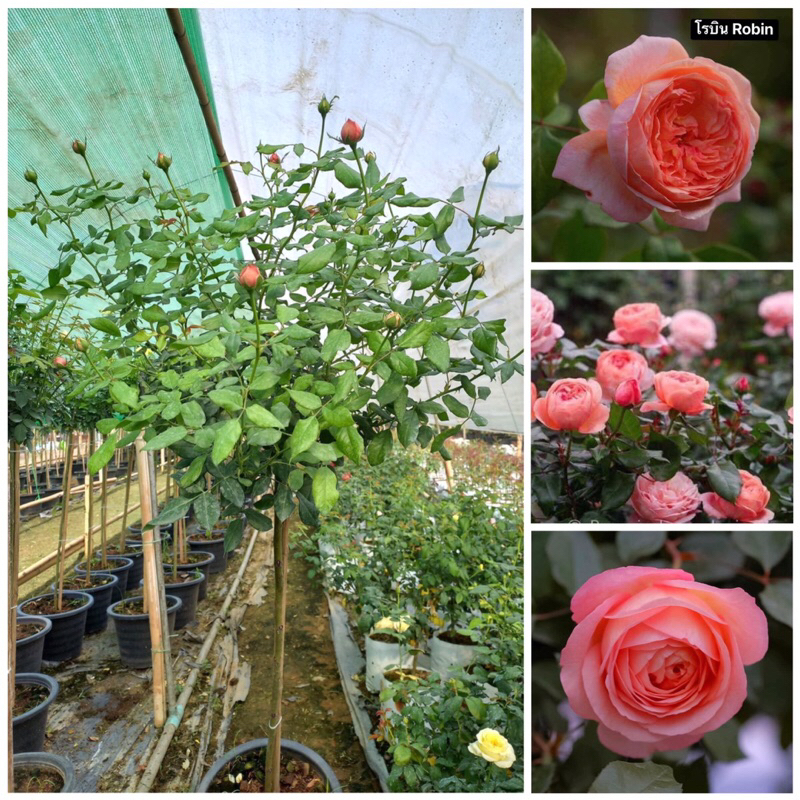 กุหลาบ - ทรีโรสโรบิน Tree Rose Robin | Shopee Thailand