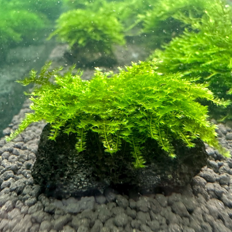 มอสมินิเพิล - Mini Pearl Moss มอสประดับตู้ปลาตู้กุ้ง ไม้น้ำ พันหินลาวา ...