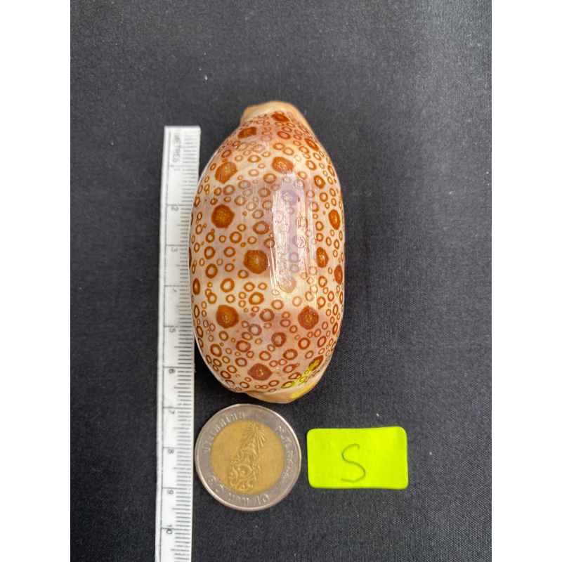 เปลือกหอยนางรมธรรมชาติไม่ย้อมสี eye cowrie natural sea conch shell 6 ...