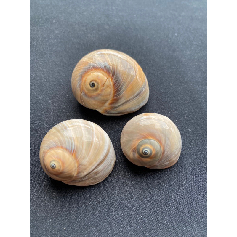 เปลือกหอยทากเขียว Green Moon Sea Snail Shell | Shopee Thailand