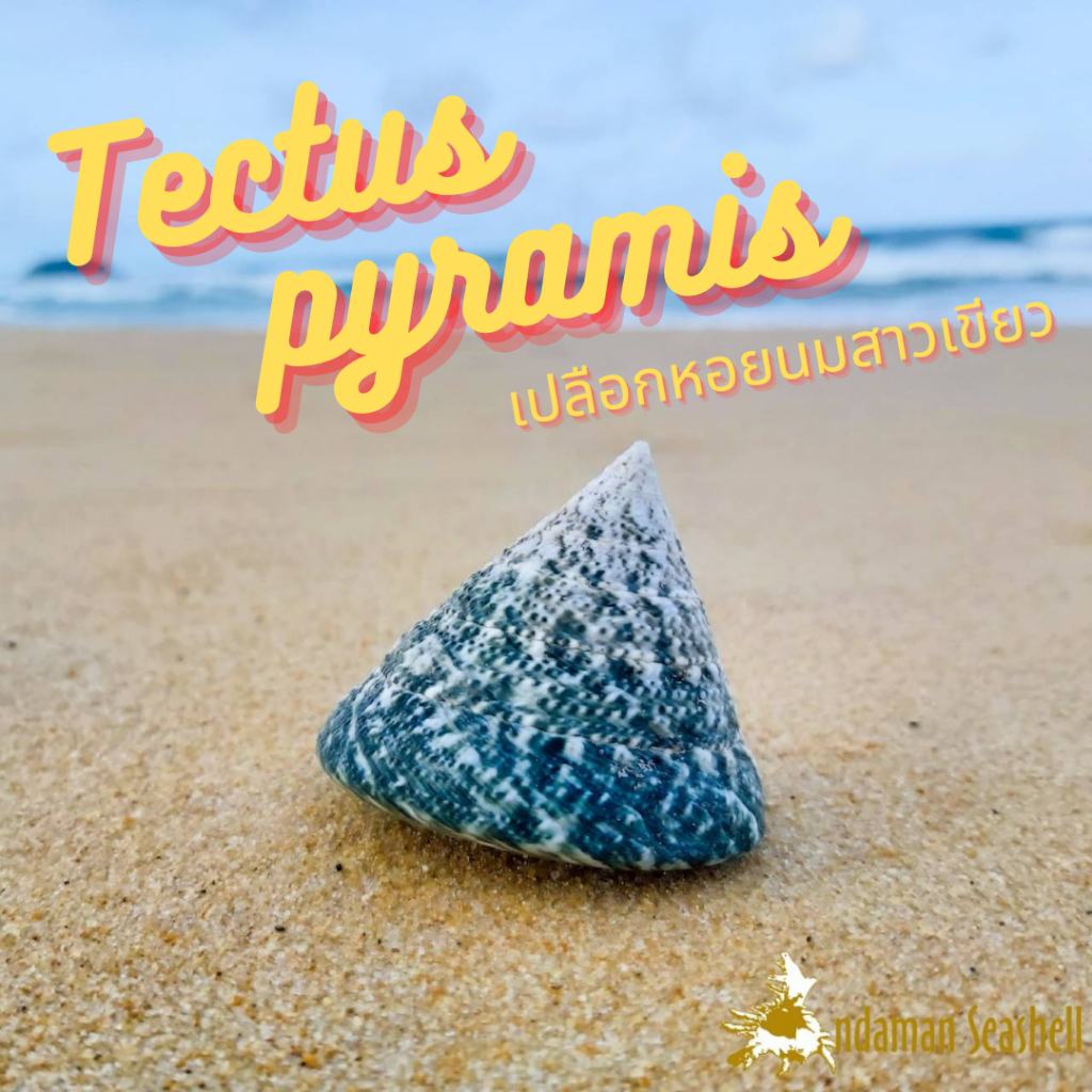 Andaman seashell เปลือกหอย นมสาวเขียว (Tectus pyramis) | Shopee Thailand
