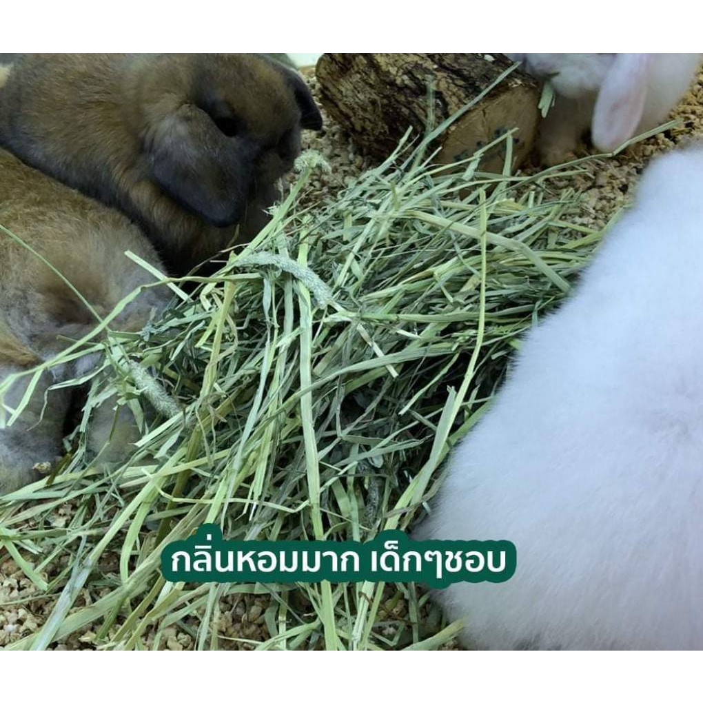 หญ้าทิโมธี หญ้าทิโมธีซุปเปอร์พรีเมียม super premium timothy wildloft ...