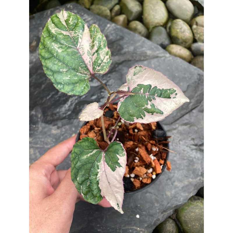 Cissus Discolour Blume (Rex begonia vine variegated) | Shopee Thailand