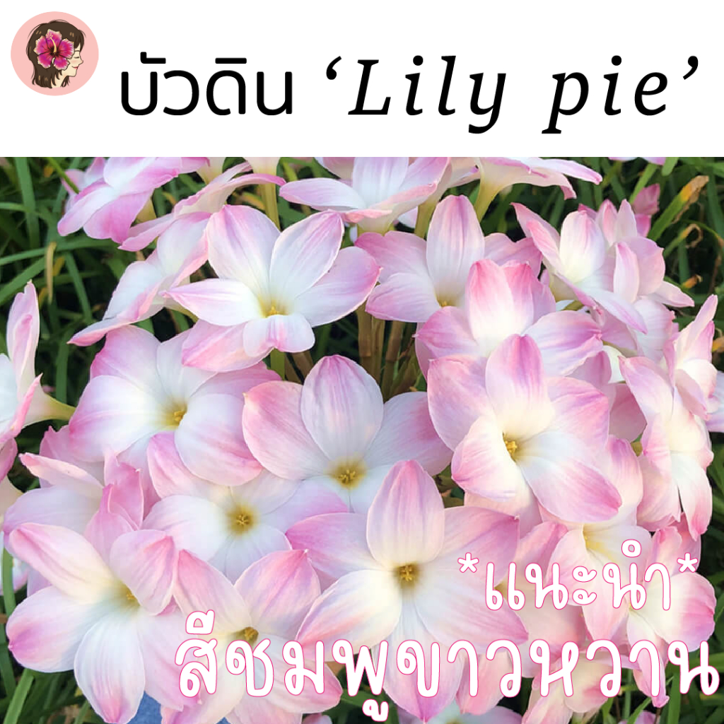 บัวดิน ‘ลิลลี่พาย(Lily pie)’ สีหวานจ๋อย! รูปจากดอกจริง | Shopee Thailand